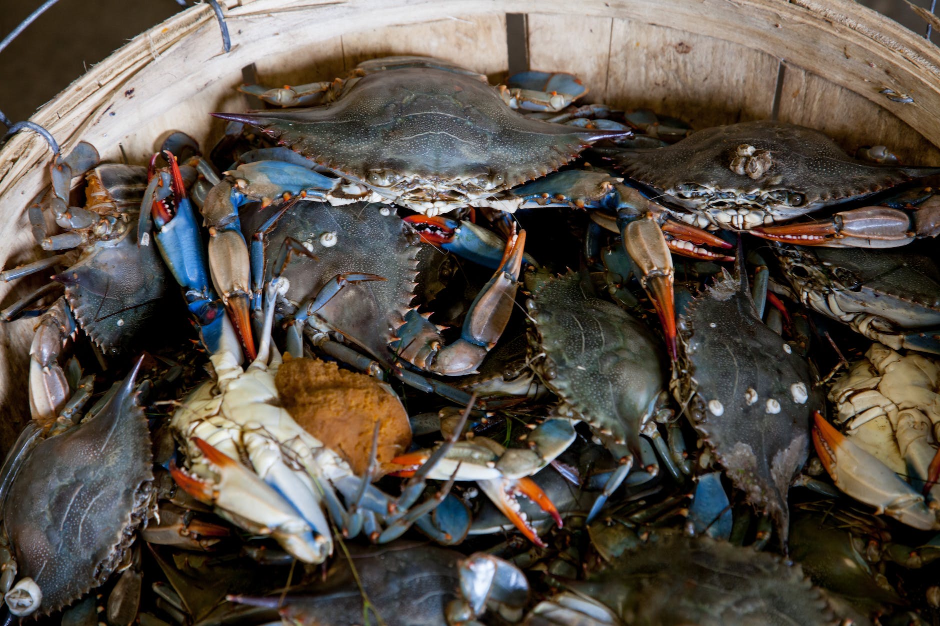 A new look at blue crab cannibalism in the Chesapeake Bay - Radio Free ...