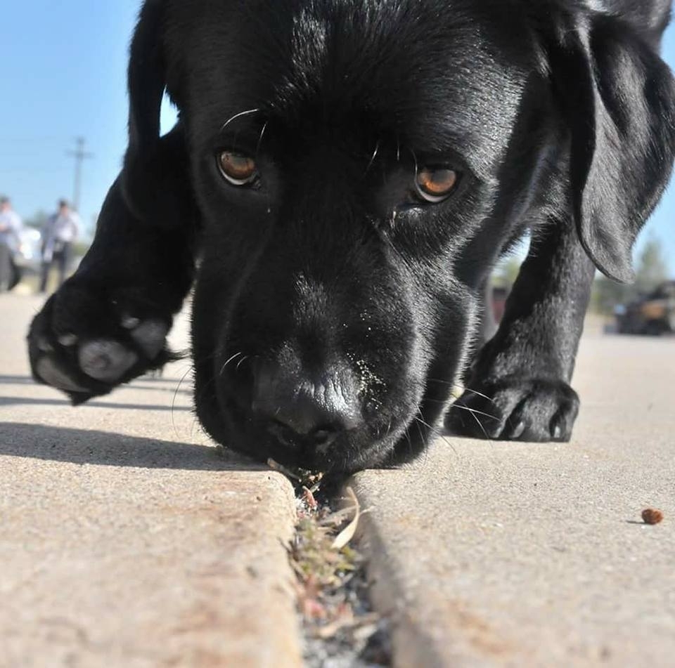 Accelerant Detection Canine Zorro Retires After Eight Years of Service ...