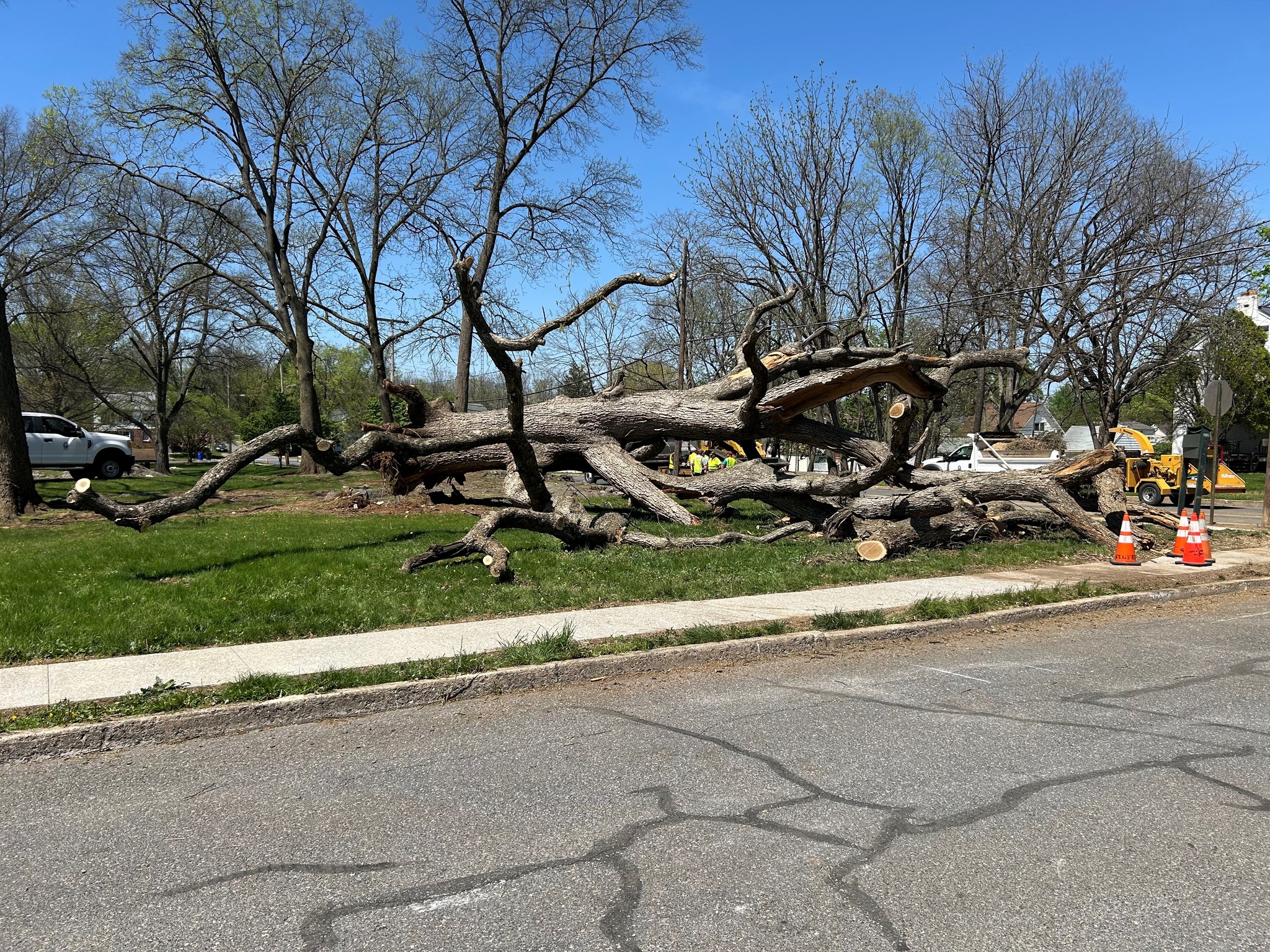 Beloved Historic Oak Tree Falls in Woodland Way Park Following Easter ...