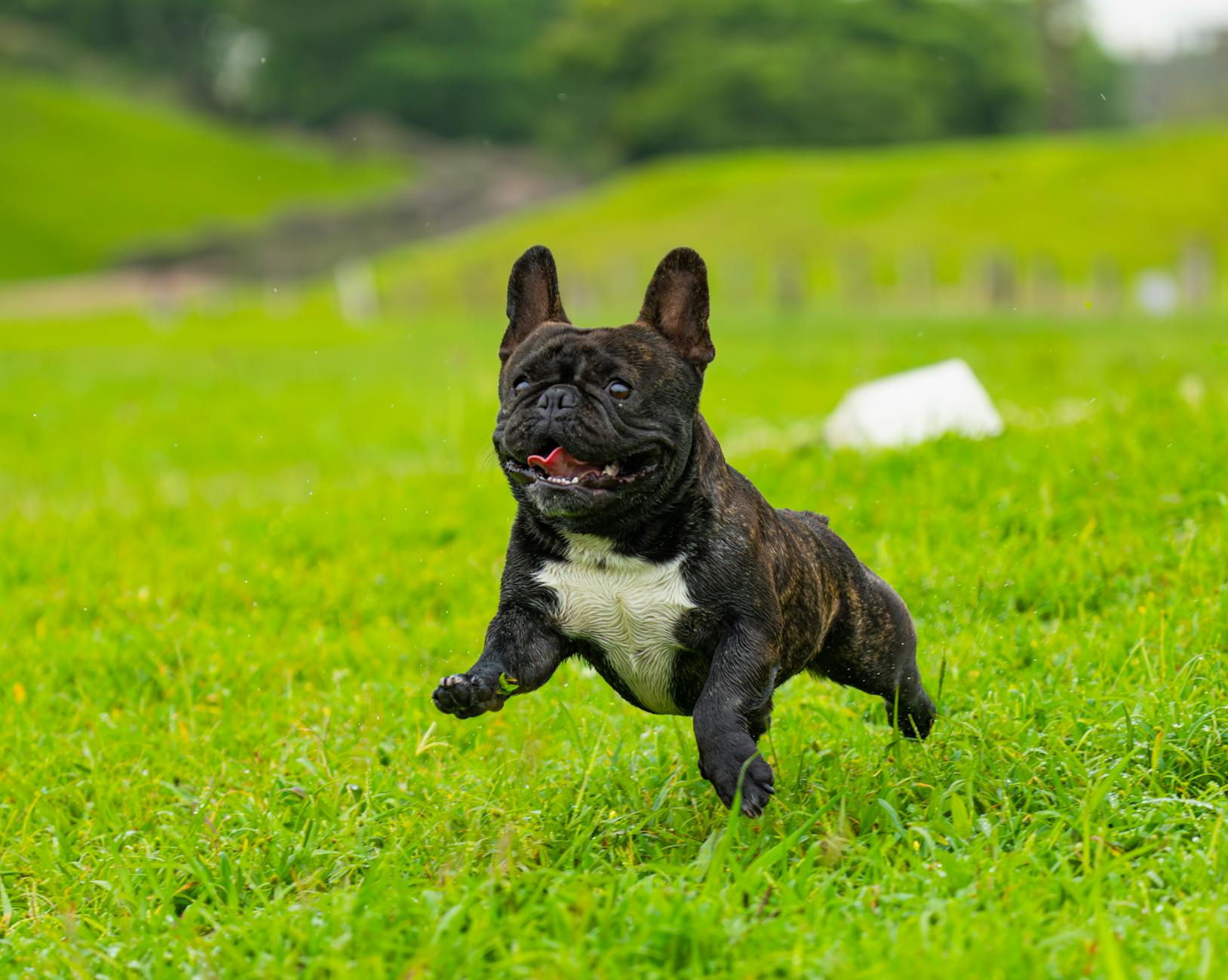 Snider's Elevator Now Offers Convenient Dog License Purchases in ...