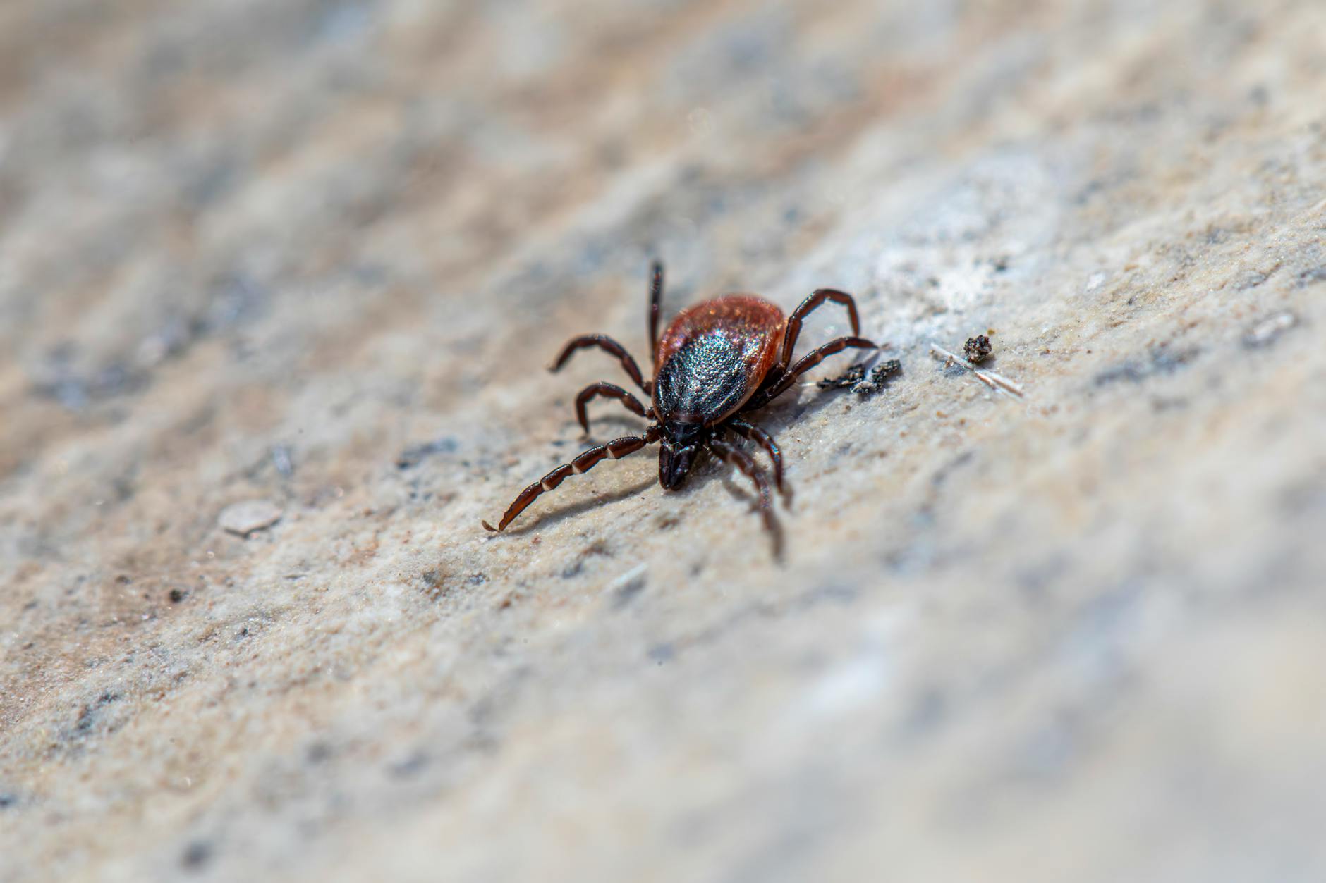 It’s Time to Get ‘Tick Smart’ as Lyme Disease Season Arrives - Radio ...