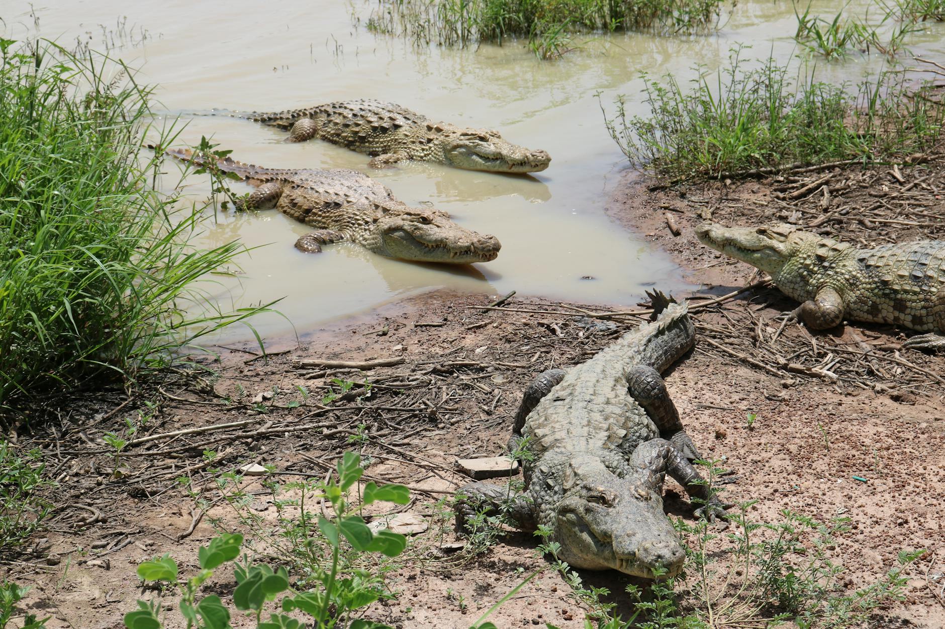 More ‘Alligator Alcatraz’ centers to be built by states flush with cash ...
