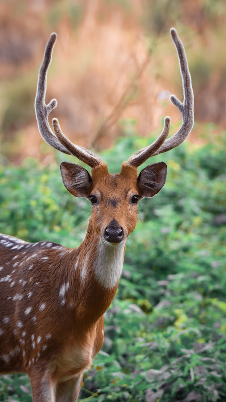 Maryland Hunters to Kick Off Muzzleloader Deer Season in October ...
