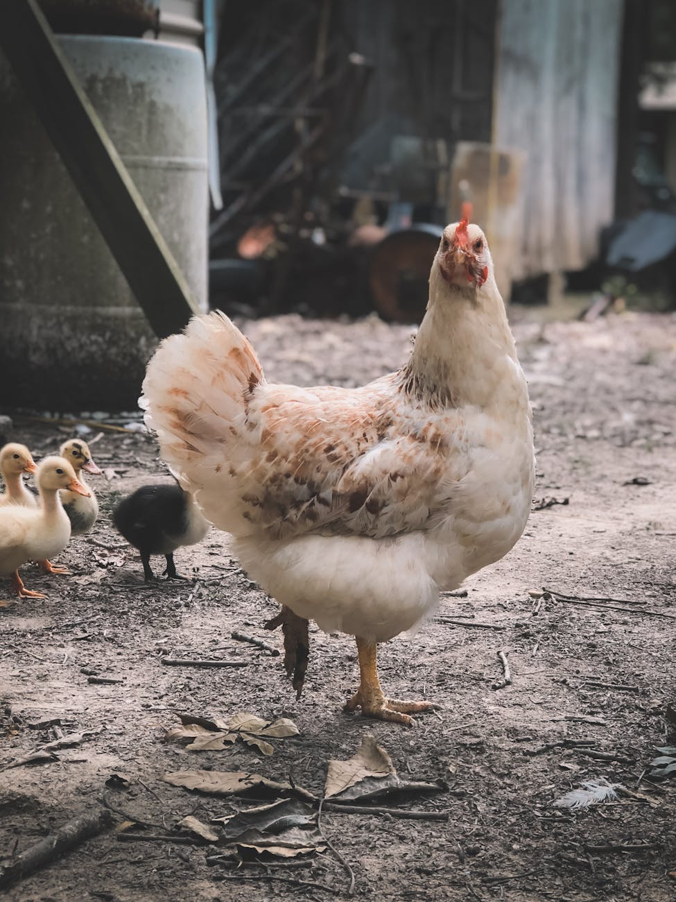 Massive Chicken House Fire Erupts in Queen Anne's County, Cause Under ...